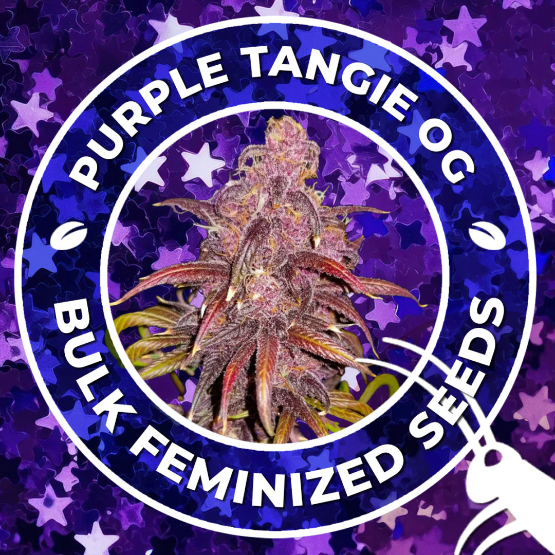 Purple Tangie OG granel feminizadas (100uds.) | Bulk Feminized Seeds ...