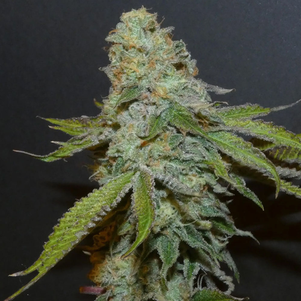 Bask Triangle Farms | Saltón Verde